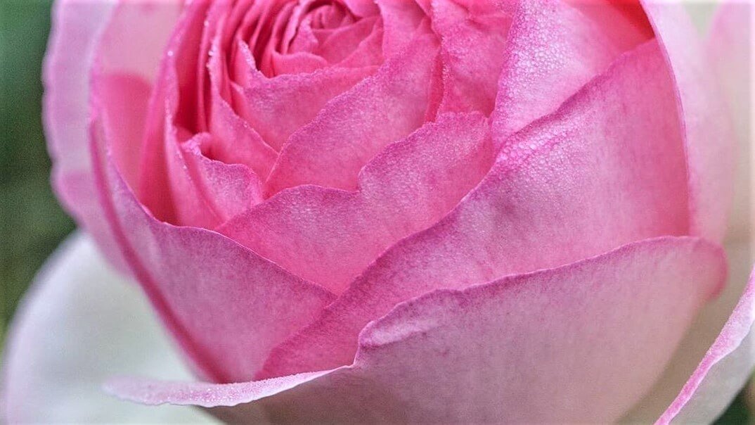 High quality rose bushes - New Fragrant Garden Roses – Famous Roses World