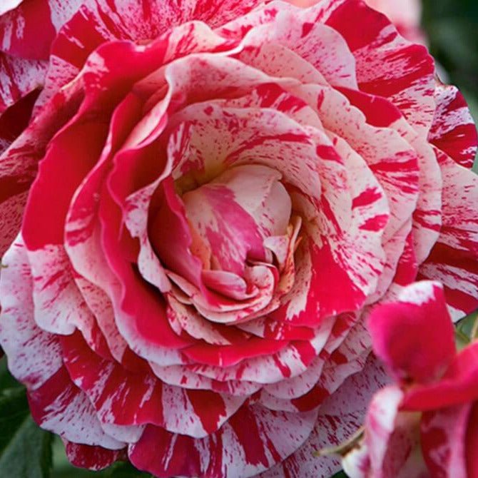 Abracadabra ® | Floribunda Rose | Garden Rose Bush – Famous Roses World