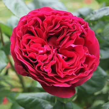 Highly Scented Roses | Potted or Bare Root Bushes | Buy Top Quality ...