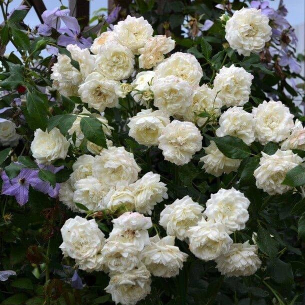 Alaska ® | Climbing Rose | Garden Rose Bush – Famous Roses World