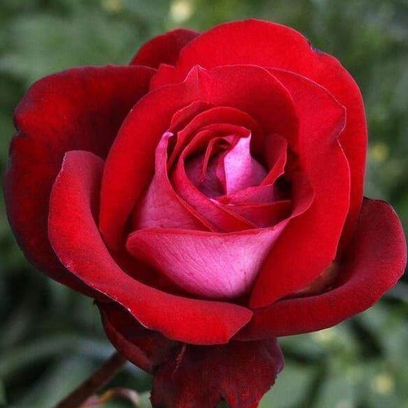Alleluia ® | Hybrid Tea Roses | Garden Rose Bush – Famous Roses World
