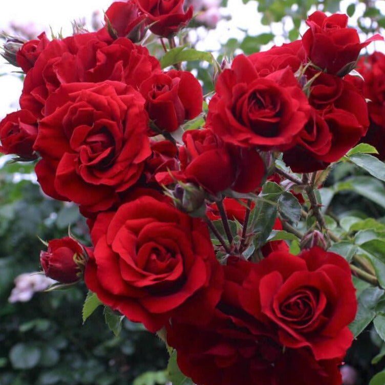 Amadeus ® | Climbing Roses | Garden Rose Bush – Famous Roses World