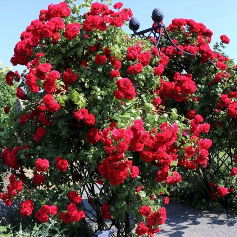High quality rose bushes - New Fragrant Garden Roses – Famous Roses World