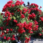 High quality rose bushes - New Fragrant Garden Roses – Famous Roses World