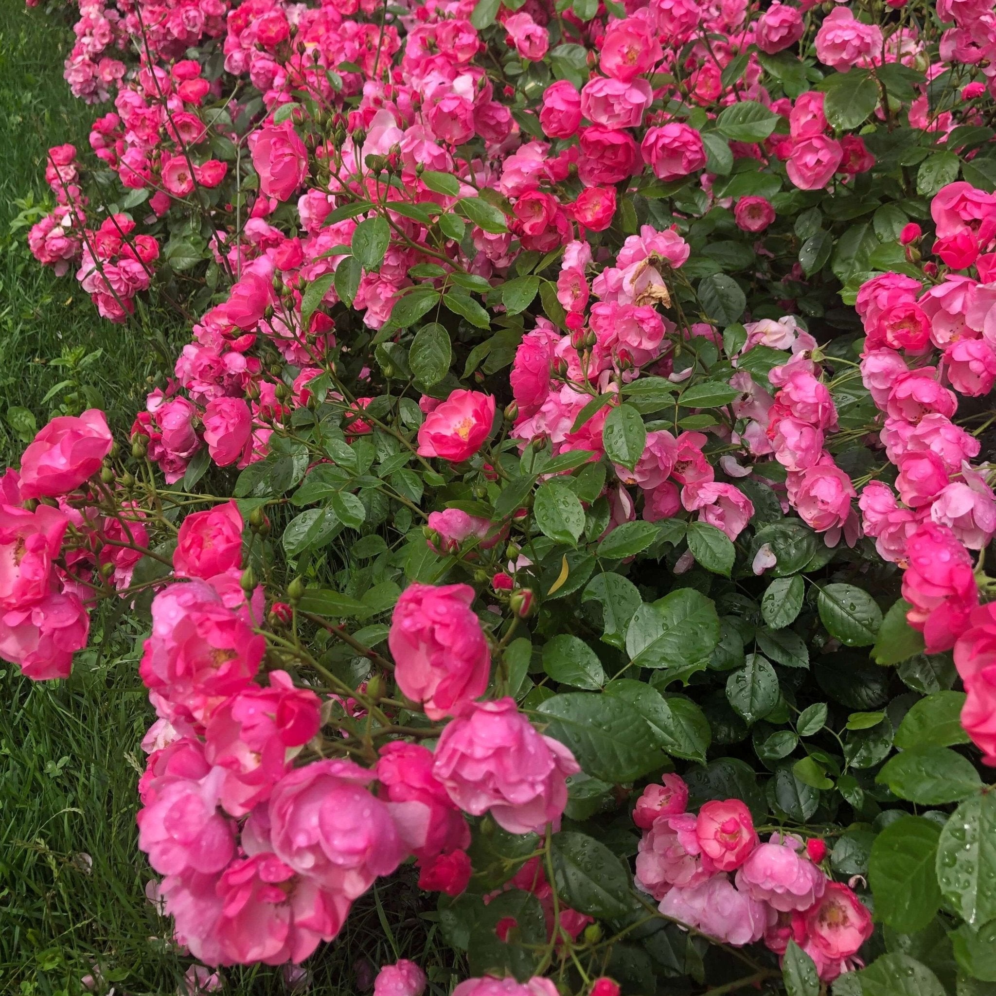 ANGELA ® | Floribunda Roses | Garden Rose Bush – Famous Roses World