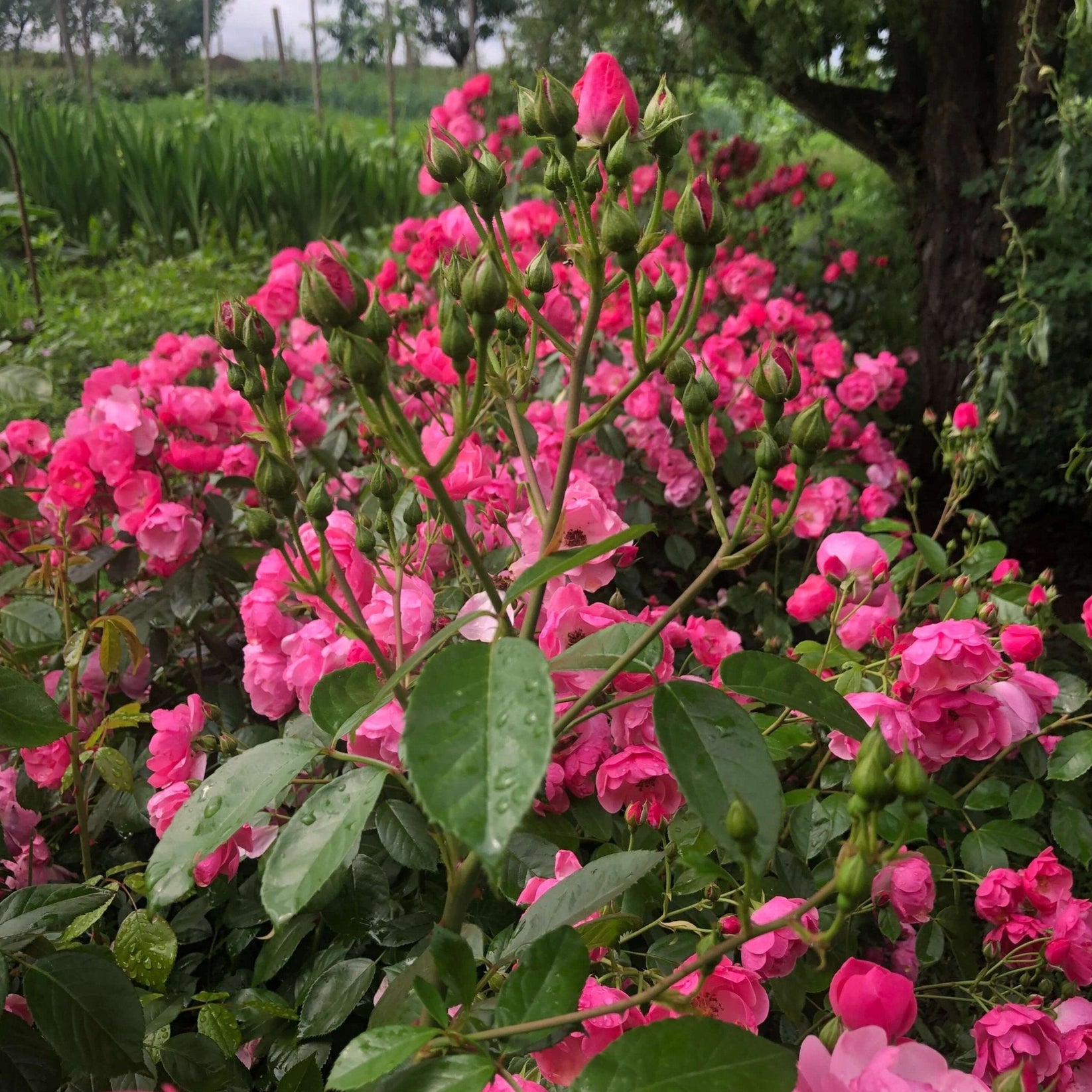 ANGELA ® | Floribunda Roses | Garden Rose Bush – Famous Roses World