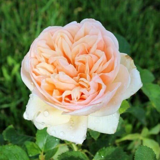 Belle Romantica ® | Hybrid Tea Roses | Garden Rose Bush – Famous Roses ...