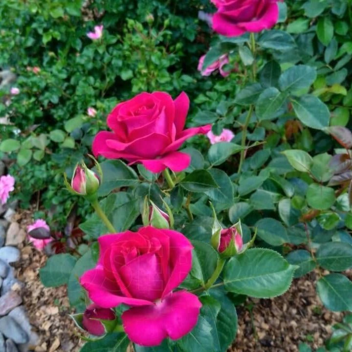 Belles Rives ® | Hybrid Tea Roses | Garden Rose Bush – Famous Roses World
