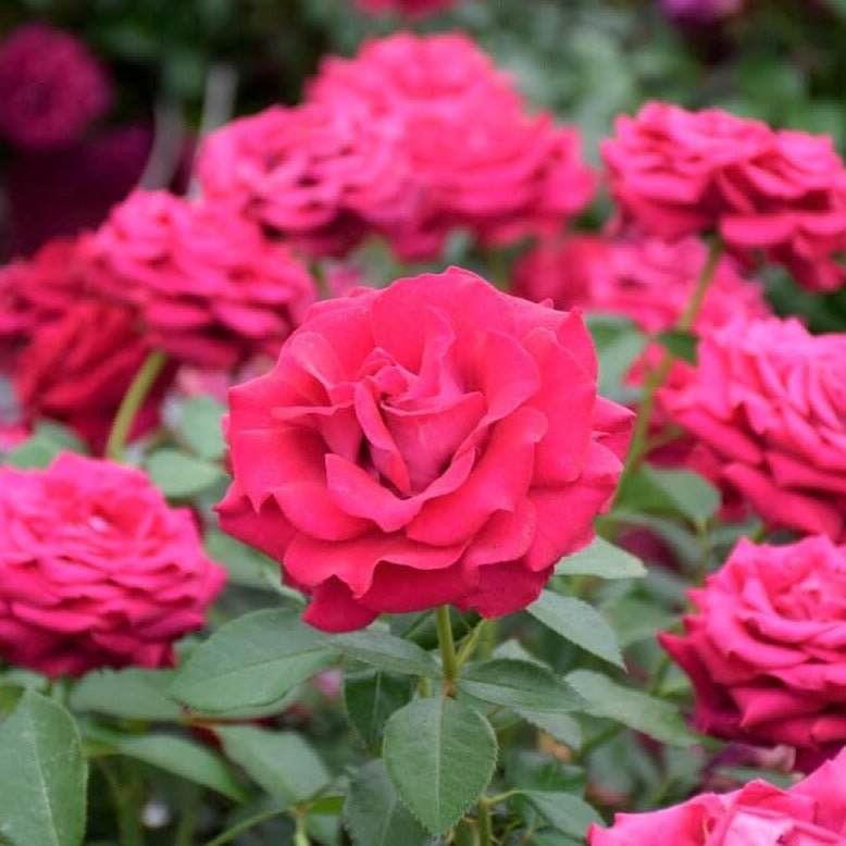 Belles Rives ® | Hybrid Tea Roses | Garden Rose Bush – Famous Roses World