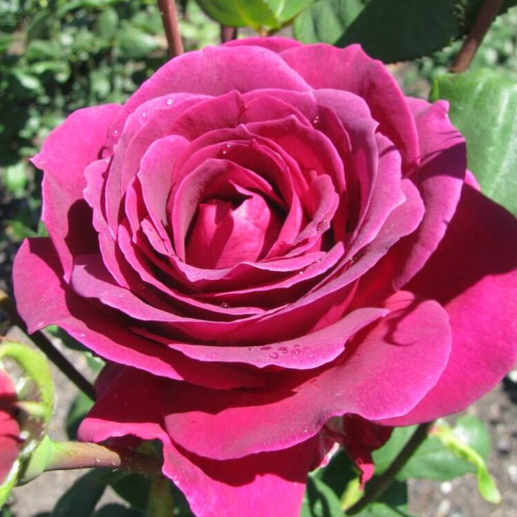 Big Purple ®' | Hybrid Tea Roses | Garden Rose Bush – Famous Roses World