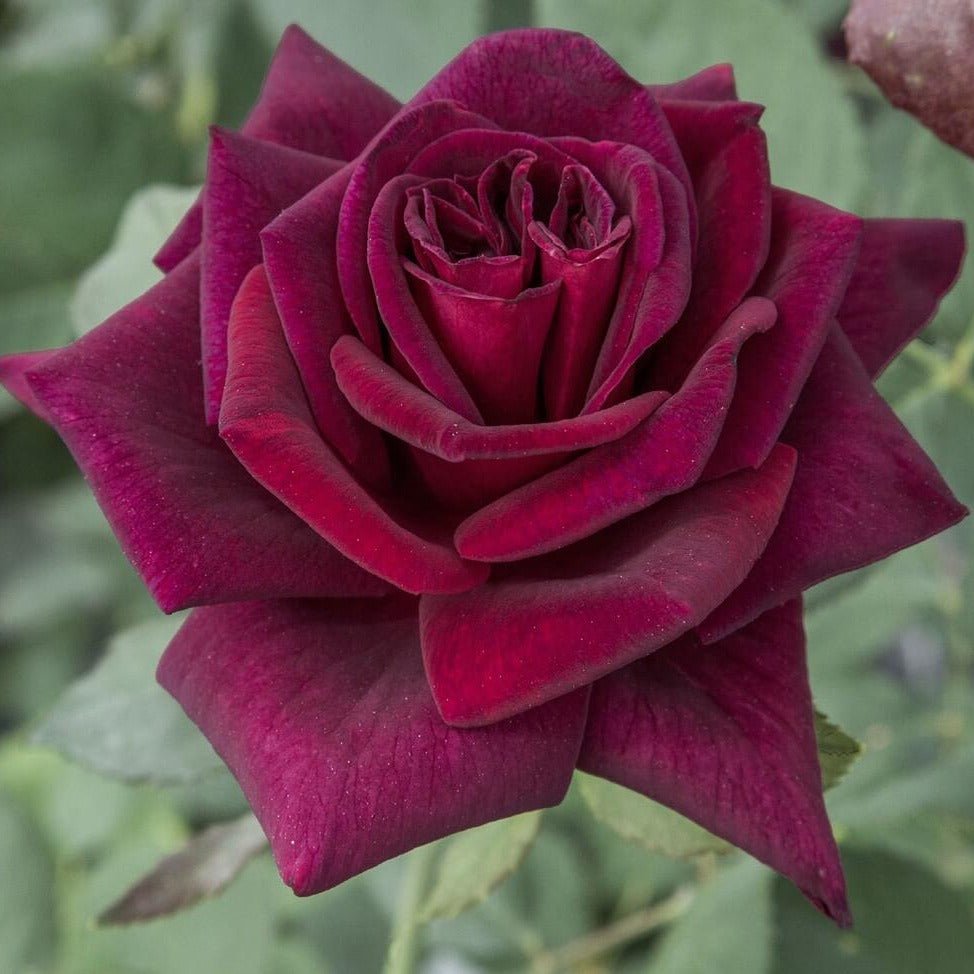 Black Perfumella ® | Hybrid Tea Roses | Garden Rose Bush – Famous Roses ...