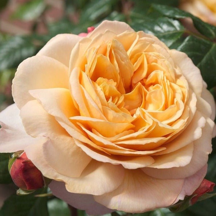CAPRI ®' | Plants | Garden Rose Bush – Famous Roses World