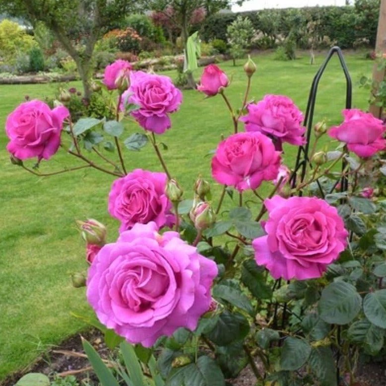 Chartreuse de Parme ® | Hybrid Tea Roses | Garden Rose Bush – Famous ...