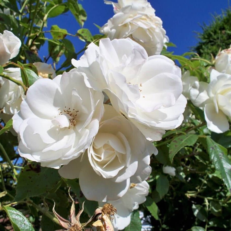 Climbing Iceberg ® | Climbing Roses | Garden Rose Bush – Famous Roses World