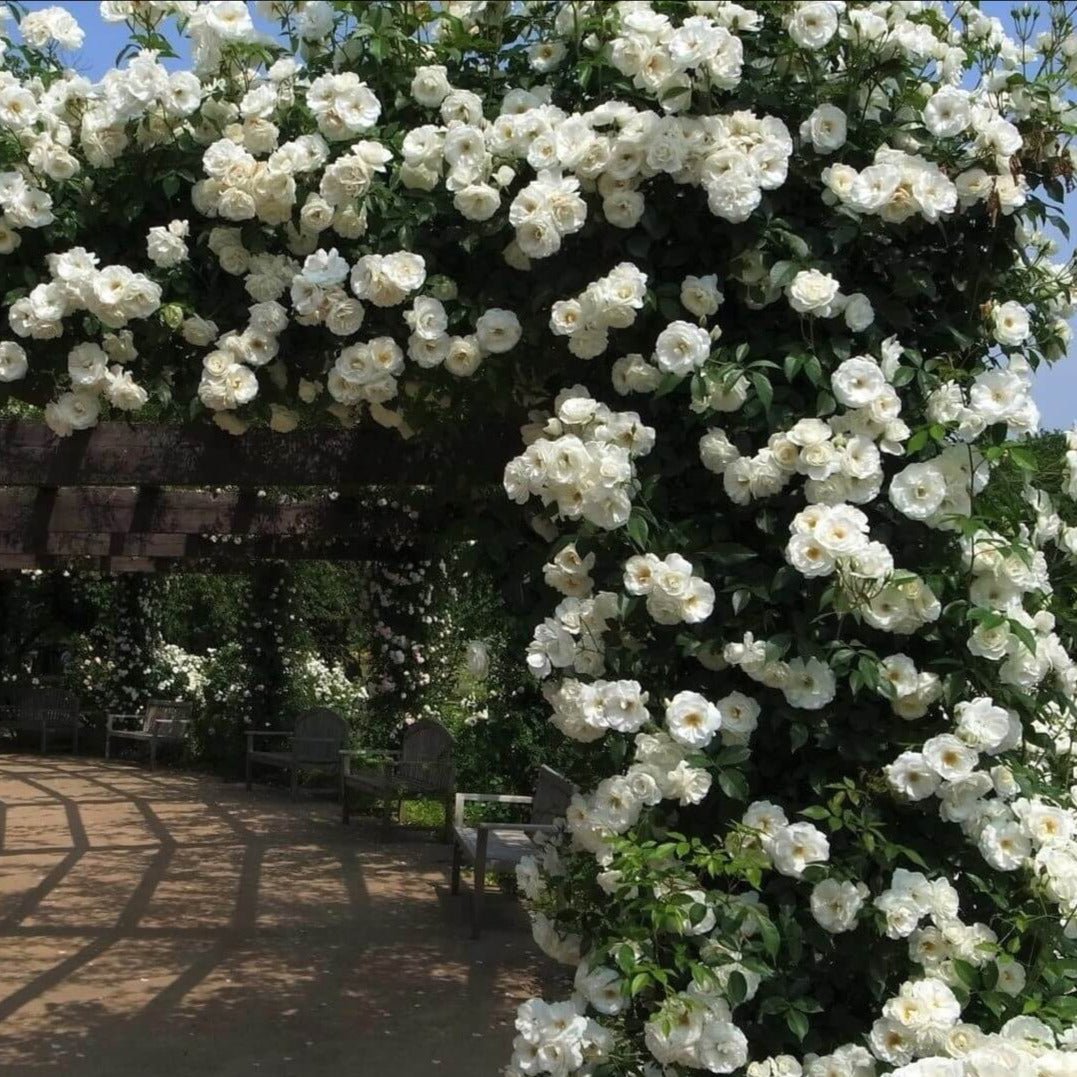 Climbing Iceberg ® | Climbing Roses | Garden Rose Bush – Famous Roses World