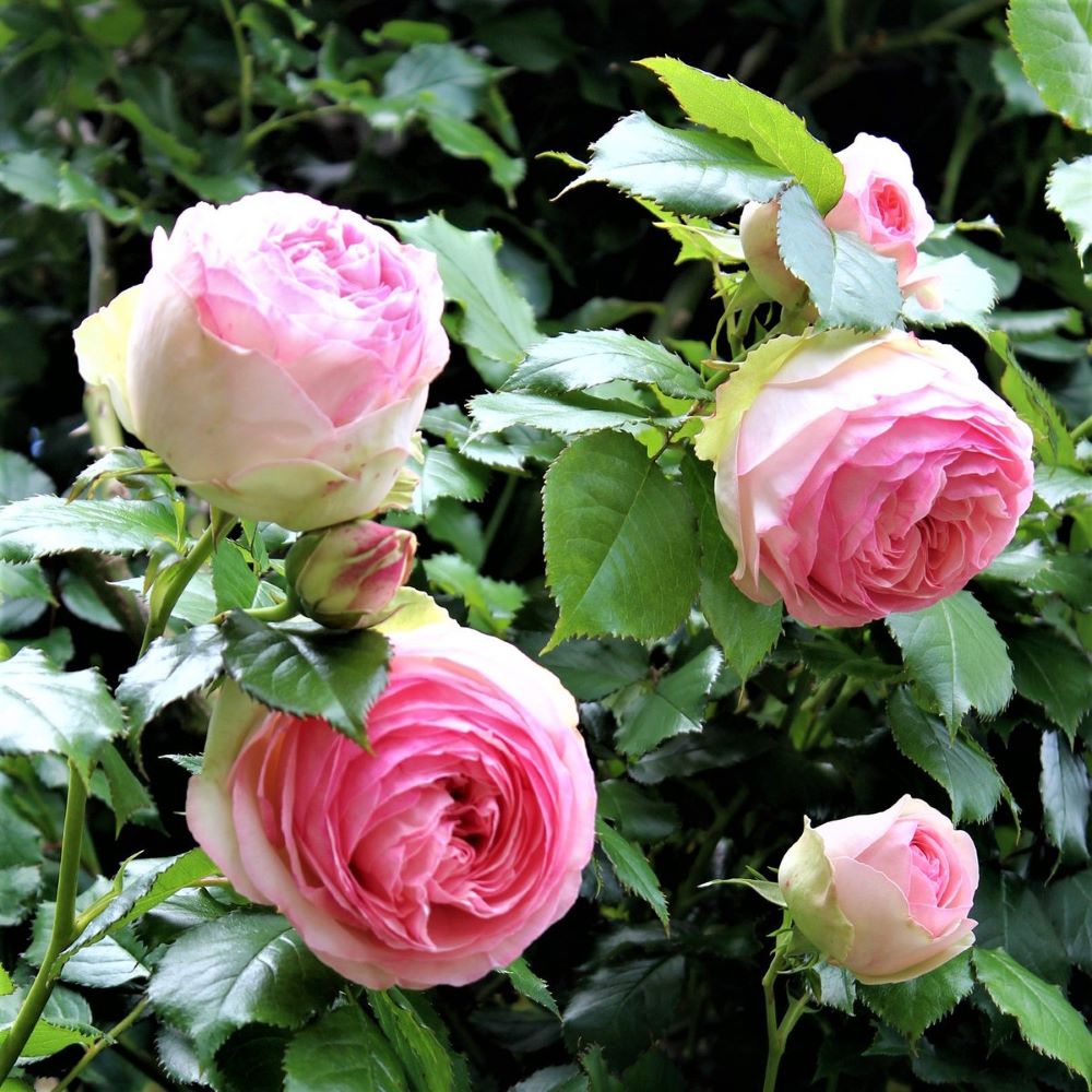 High quality rose bushes - New Fragrant Garden Roses – Famous Roses World
