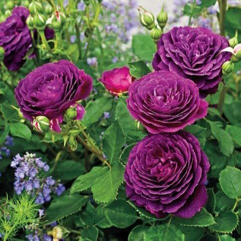Ebb Tide ® | Floribunda Rose | Garden Rose Bush – Famous Roses World