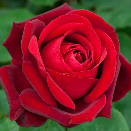 Edith Piaf ® | Hybrid Tea Roses | Garden Rose Bush – Famous Roses World