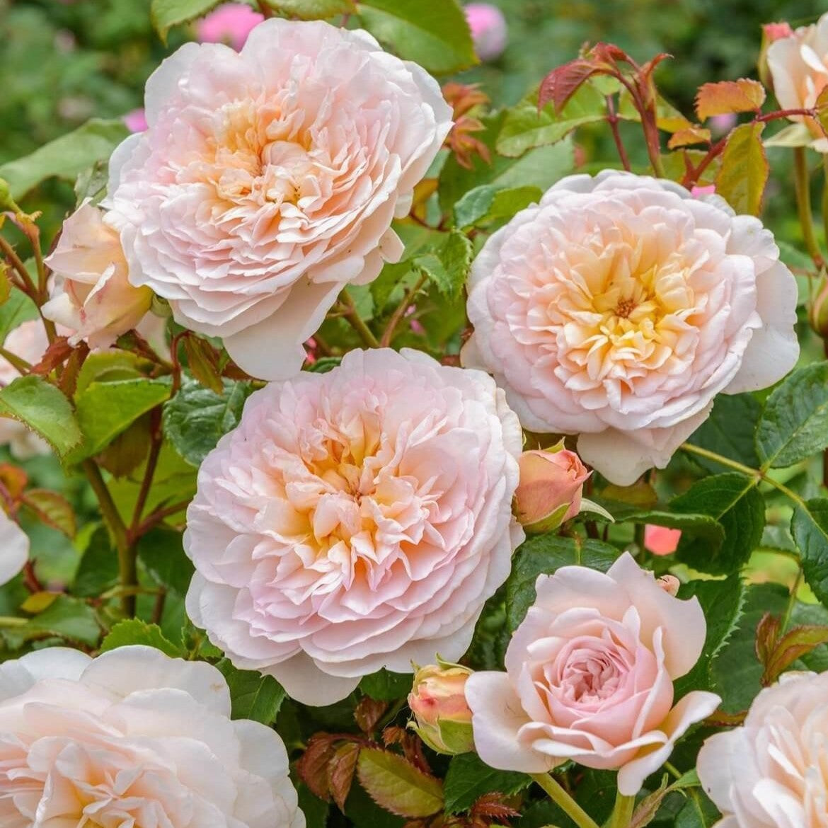 Emily Bronte ® | Floribunda Rose | Garden Rose Bush – Famous Roses World