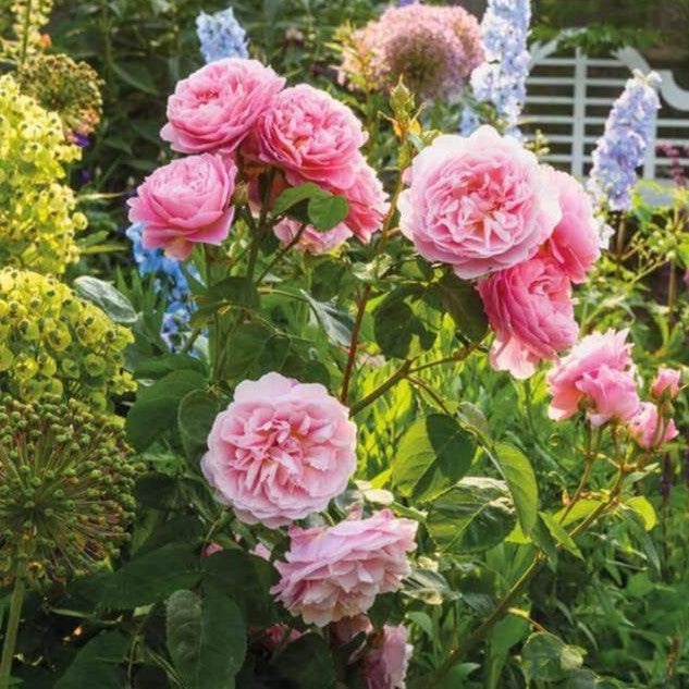 Eustacia Vye ® | Floribunda Rose | Garden Rose Bush – Famous Roses World