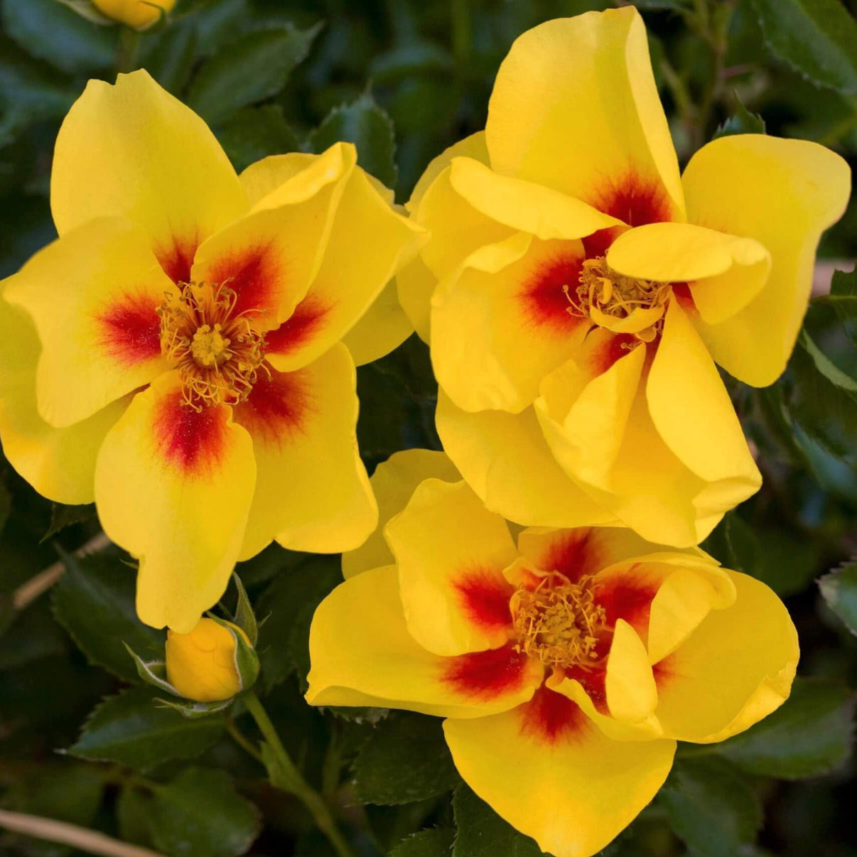 Eyeconic ® | Climbing Roses | Garden Rose Bush – Famous Roses World