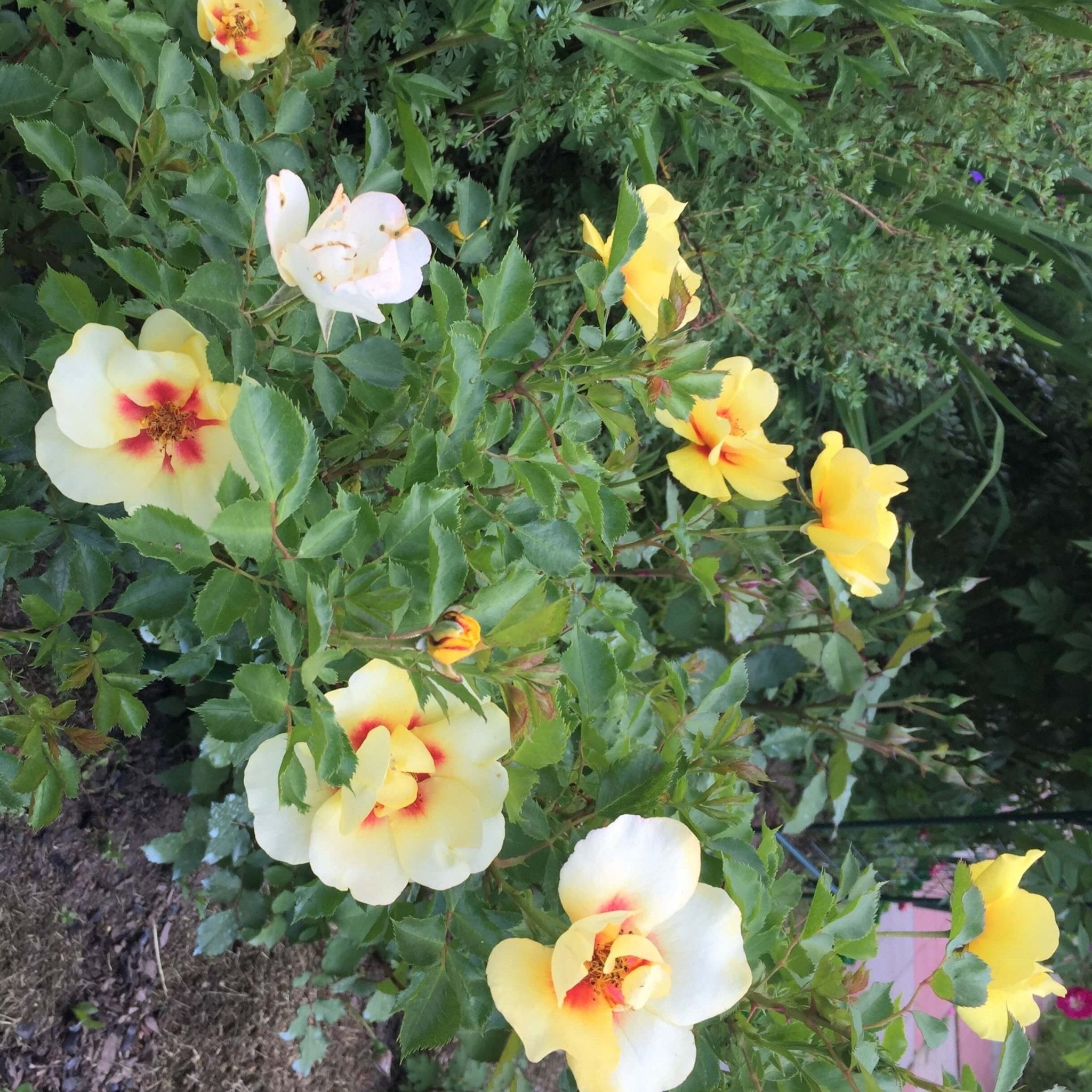 Eyeconic ® | Climbing Roses | Garden Rose Bush – Famous Roses World