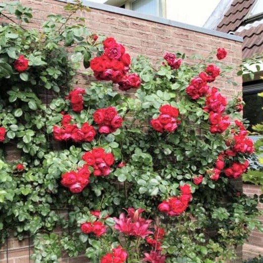Florentina ® | Climbing Roses | Garden Rose Bush – Famous Roses World