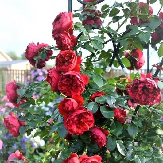 Florentina ® | Climbing Roses | Garden Rose Bush – Famous Roses World