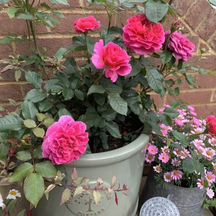 Gabriel Oak – English shrub rose with strong fruity fragrance | Famous ...
