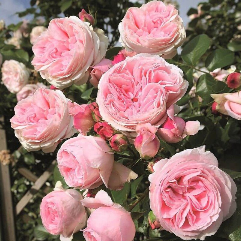 Giardina ® | Climbing Roses | Garden Rose Bush – Famous Roses World