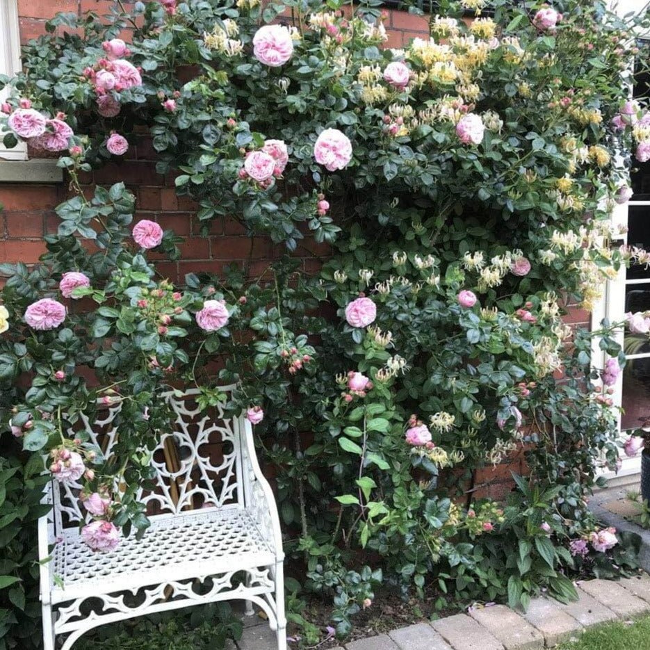Giardina ® | Climbing Roses | Garden Rose Bush – Famous Roses World