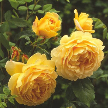 Highly Scented Roses | Potted or Bare Root Bushes | Buy Top Quality ...