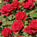 Gpt. Botero ® | Climbing Roses | Garden Rose Bush – Famous Roses World