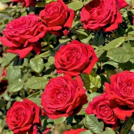 Gpt. Botero ® | Climbing Roses | Garden Rose Bush – Famous Roses World