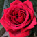 Gpt. Botero ® | Climbing Roses | Garden Rose Bush – Famous Roses World
