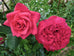 Gpt. Botero ® | Climbing Roses | Garden Rose Bush – Famous Roses World