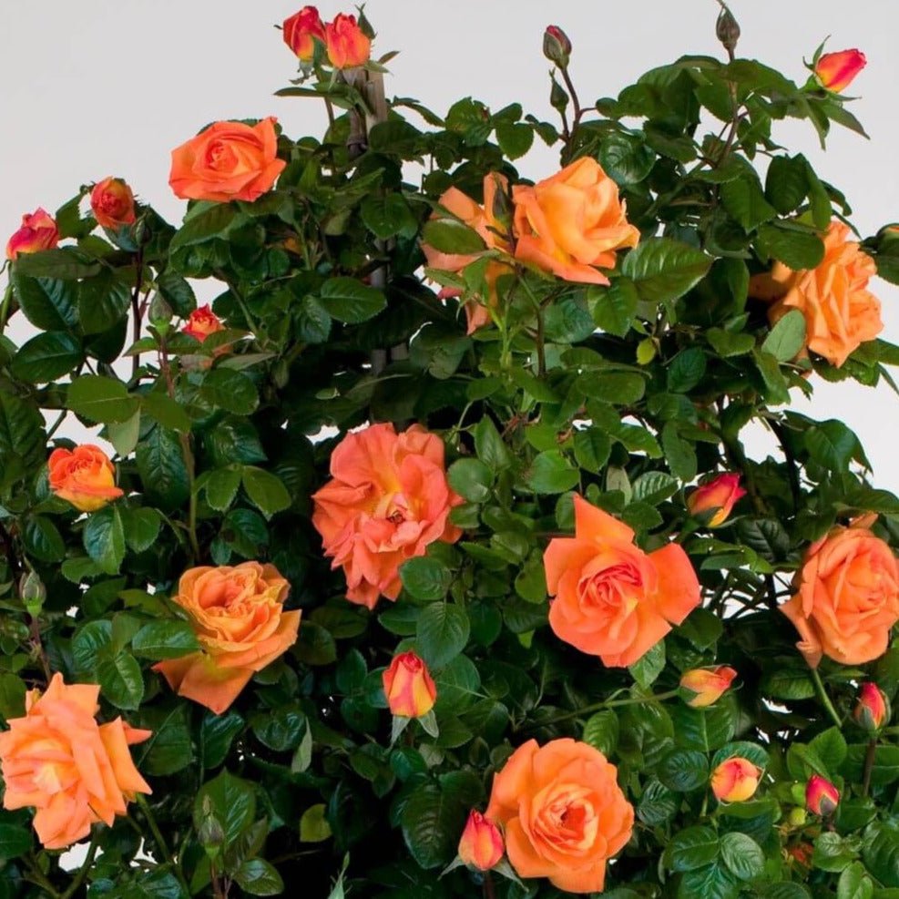 Gpt. Louis de Funes ® | Climbing Roses | Garden Rose Bush – Famous ...