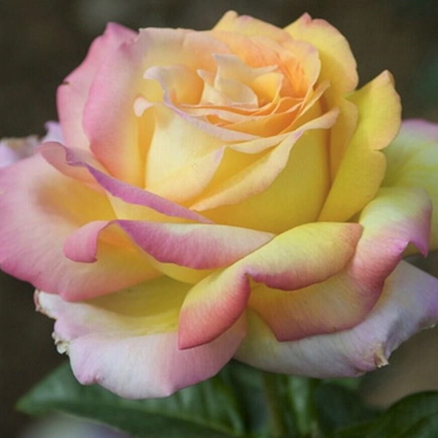 Gpt. Mme. A Meilland ®' | Climbing Roses | Garden Rose Bush – Famous ...