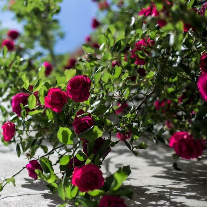 Gpt. Papa Meilland ® | Climbing Roses | Garden Rose Bush – Famous Roses ...