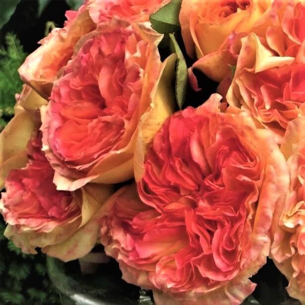 Henri Delbard ® | Hybrid Tea Roses | Garden Rose Bush – Famous Roses World