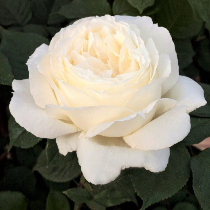 High quality rose bushes - New Fragrant Garden Roses – Famous Roses World