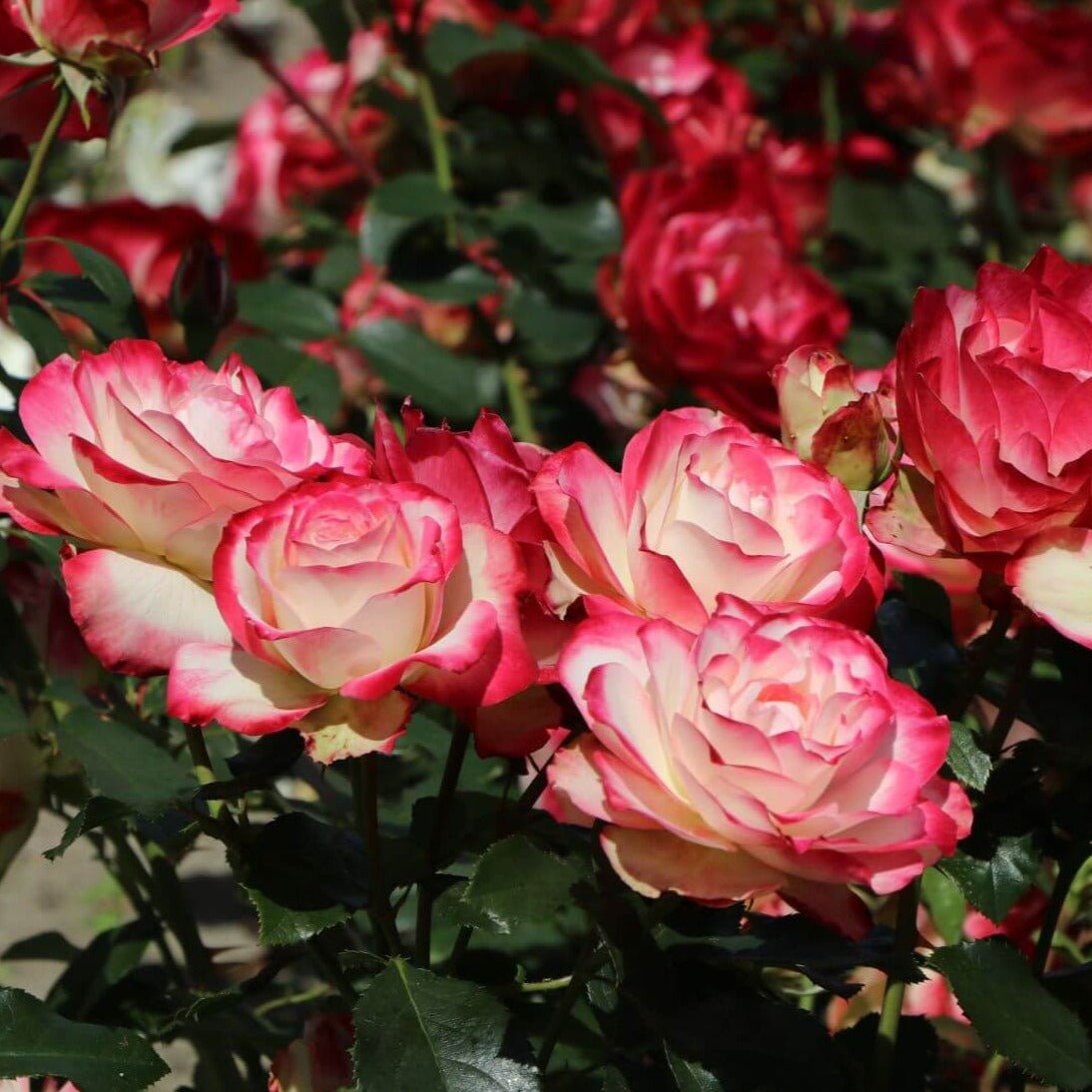 Jubile du Prince de Monaco ® | Floribunda Roses | Garden Rose Bush ...