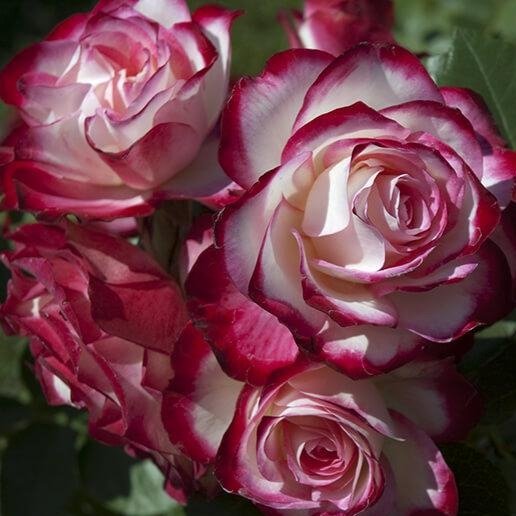 Jubile du Prince de Monaco ® | Floribunda Roses | Garden Rose Bush ...