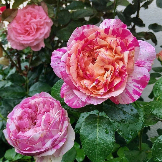 Julie Andrieu ® | Climbing Roses | Garden Rose Bush – Famous Roses World