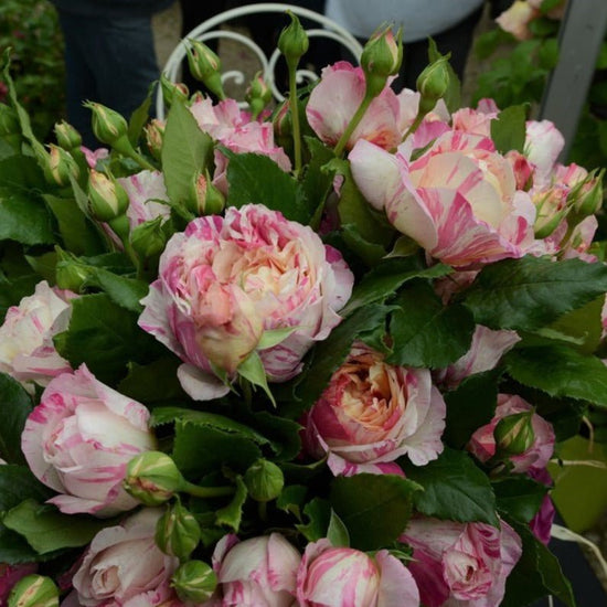 Julie Andrieu ® | Climbing Roses | Garden Rose Bush – Famous Roses World