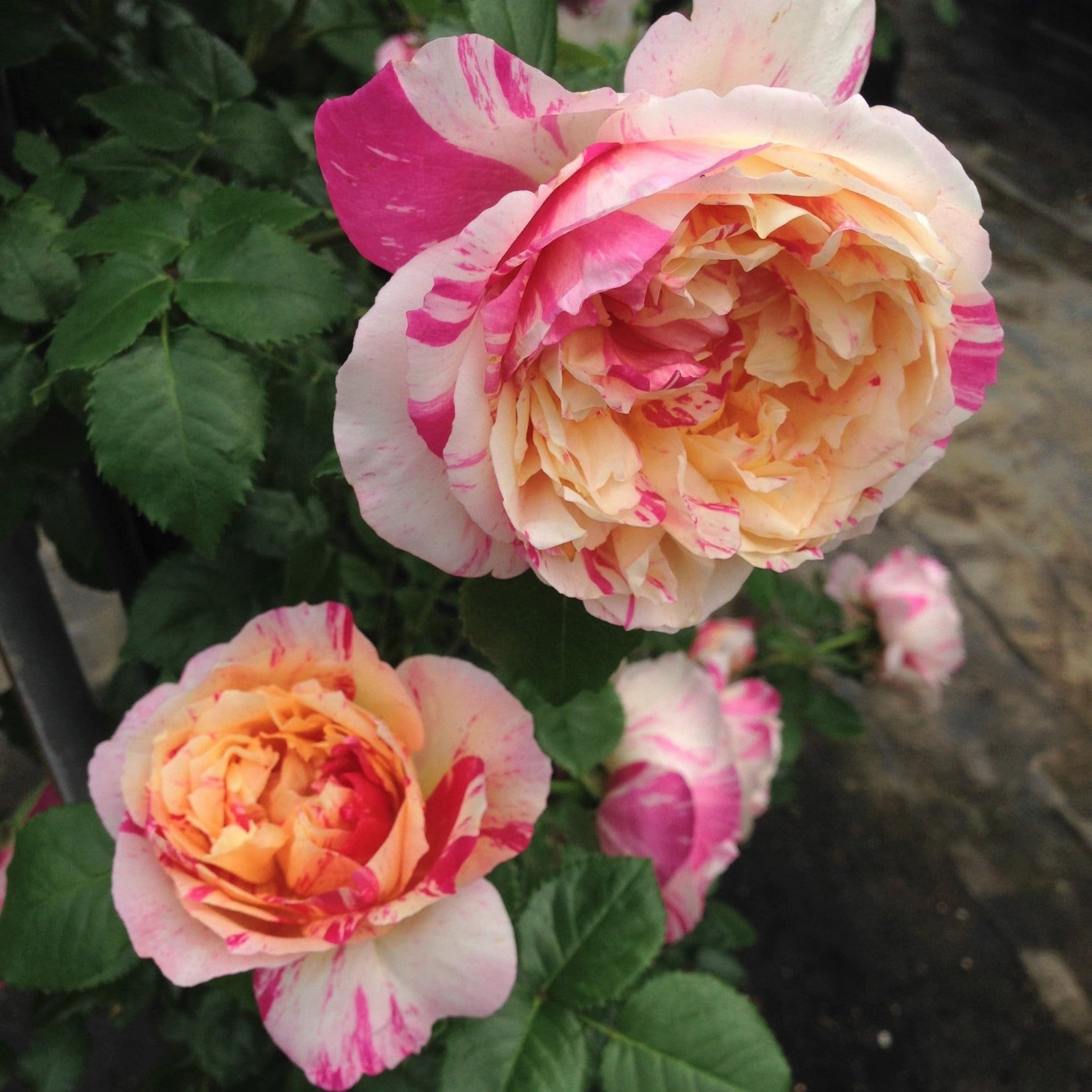 Julie Andrieu ® | Climbing Roses | Garden Rose Bush – Famous Roses World