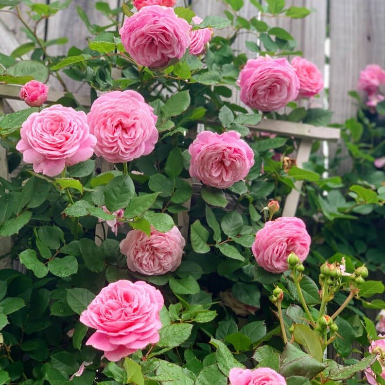 KISS ME KATE ®' | Climbing Roses | Garden Rose Bush – Famous Roses World
