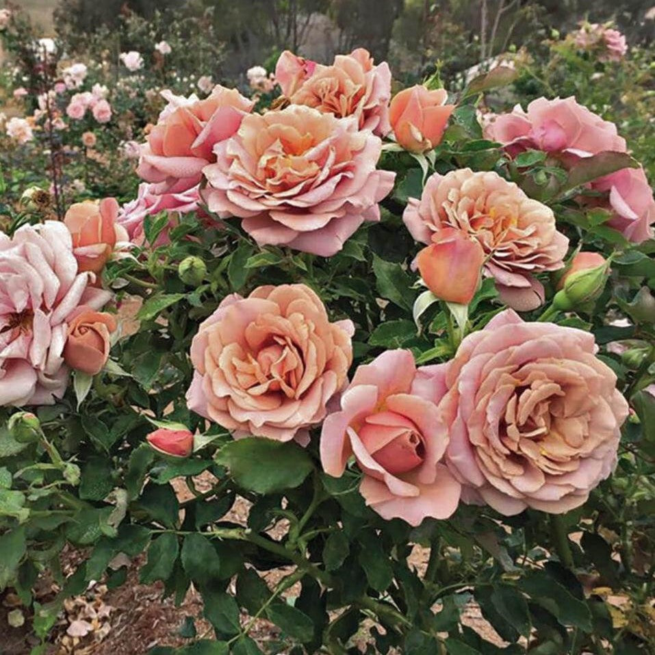 Koko Loko ® | Floribunda Rose | Garden Rose Bush – Famous Roses World