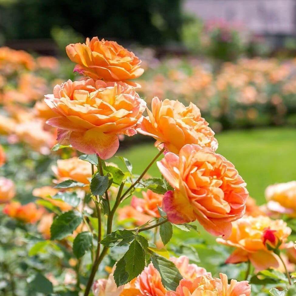 Lady of Shalott ® | Floribunda Roses | Garden Rose Bush – Famous Roses ...