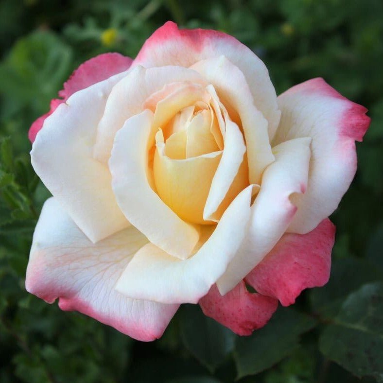 Laetitia Casta ® | Hybrid Tea Roses | Garden Rose Bush – Famous Roses World